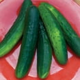 Burpee Organic Garden Sweet Burpless Hybrid Cucumber Vegetable Seed, 1 ...