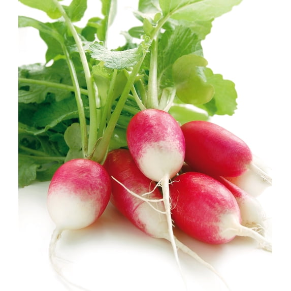 Earthcare Seeds - Radish French Breakfast 300 Seeds (Raphanus Sativus ...