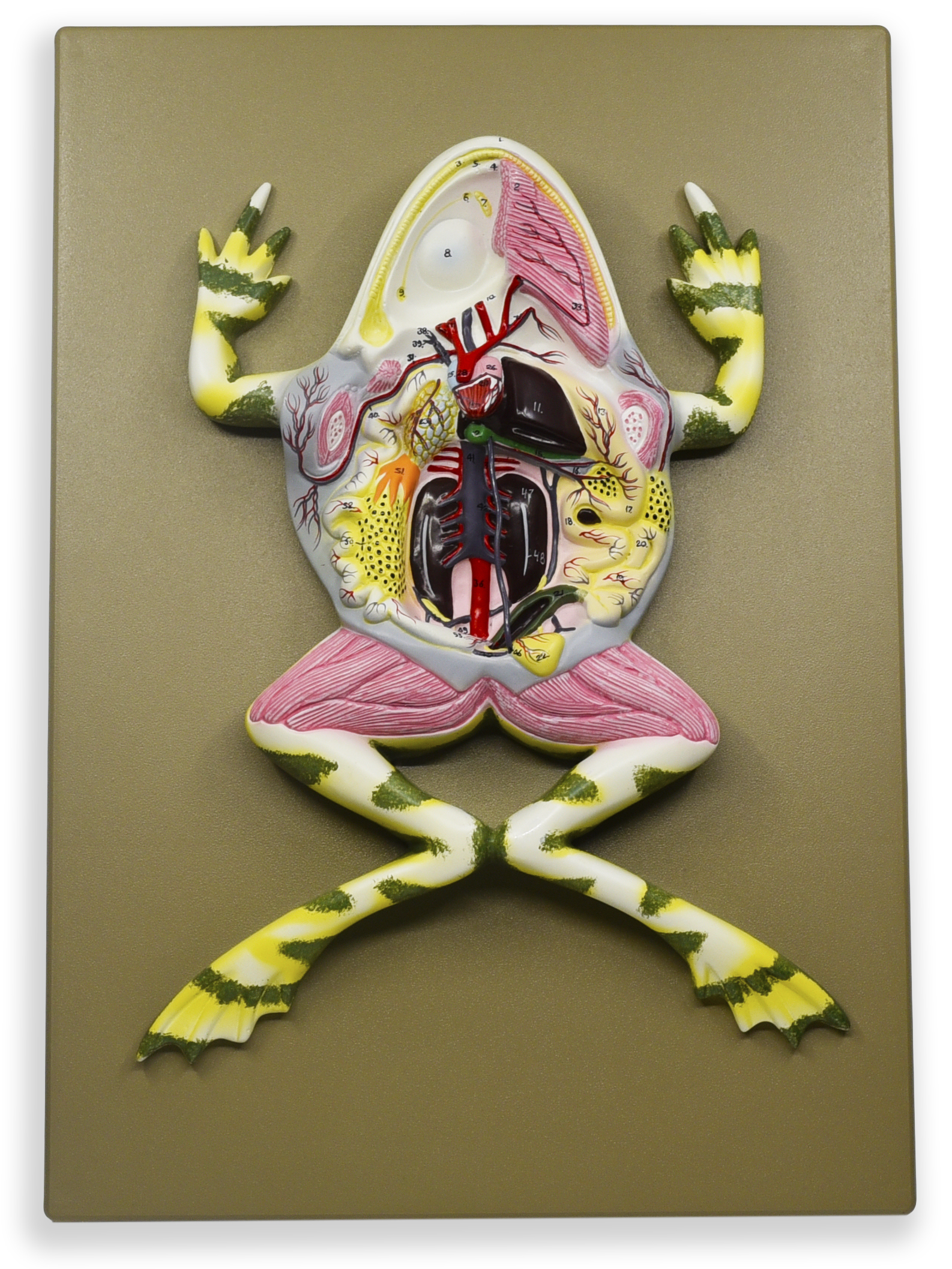 Frog Dissection Model 17 Inch Mounted With English Key Card Frog Dissection Model 17 Inch Mounted With English Key Card