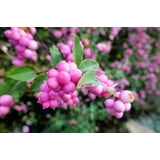 25 Seeds CORALBERRY Shrub Flower Pink Indian Currant Symphoricarpos ...