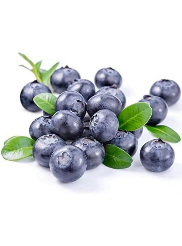 Blueberry Seeds in Seed Gardening - Walmart.com