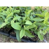 Barbie Pink Guava Plant - Large Fruit, Psidium Guajava - Live Indoor ...