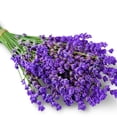 2 Lavender Plants Live Outdoor, Live Lavender Plants, 3 Inches Pot ...