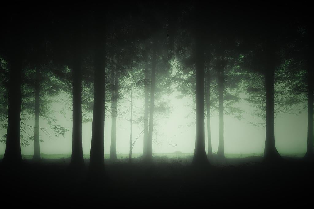 Dark Foggy Spooky Forest Dusk Trees Photo Poster Spooky Scary Halloween ...