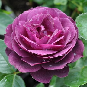 "Heirloom Roses Veranda Lavender Rose Bush, Live Outdoor Plant, Purple ...