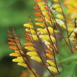 Burpee Trellis & Fence Garden Starter Garden Flower Seed Collection, 1 ...