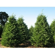 Norway Spruce Tree Seedlings for Planting (3 Foot Tall) - Beautiful ...