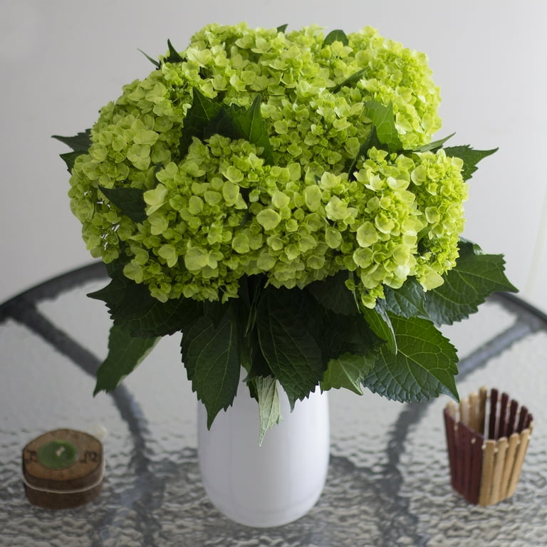 Mini Green Hydrangea
