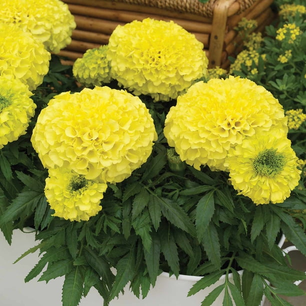 African Marigold Flower Garden Seeds - Antigua Series F1 - Primrose ...