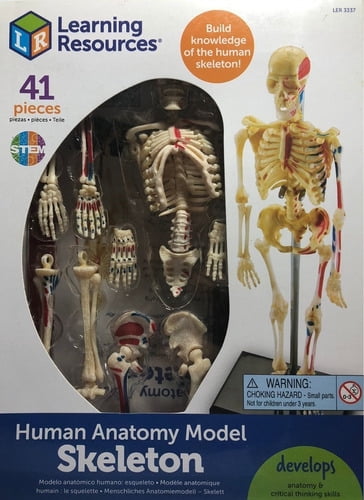 Miniatura de Skeleton Model Learning Resources, 41 piezas, 23 cm Learning Resources Modelo ...
