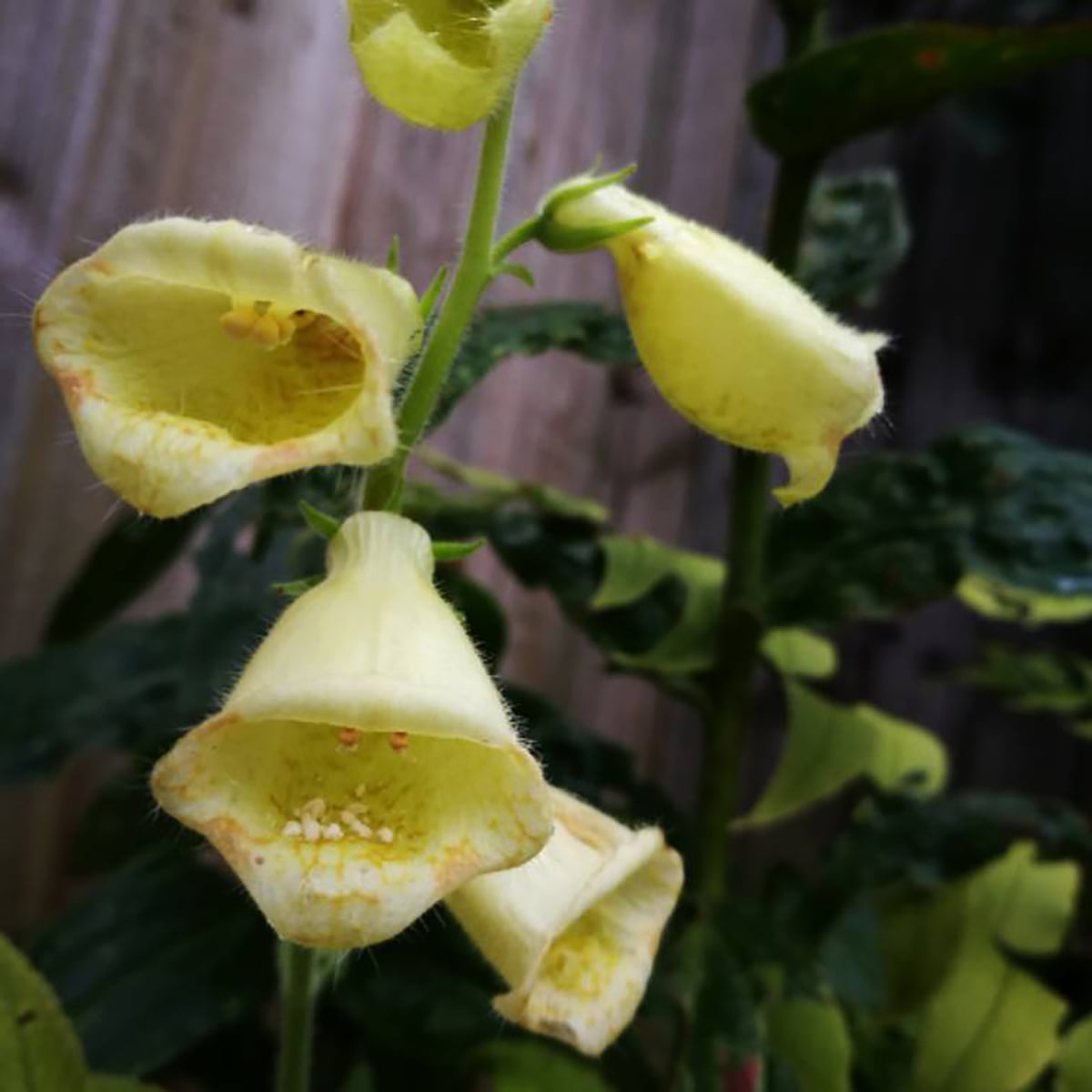 Carillon Dwarf Foxglove - Digitalis - Hardy Perennial Plant - Quart Pot ...