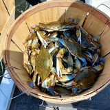 Tsunami Double Ring Crab Net 17" x 17" – Cotton - Walmart.com