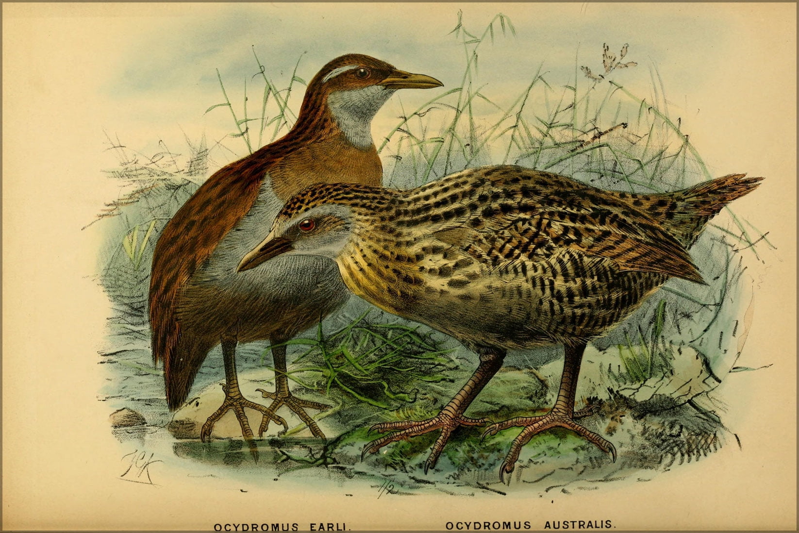 24"x36" Gallery Poster, Weka from birds of New Zealand 1873 - Walmart.com