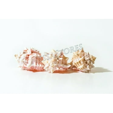 6 Hermit Crab Shells Large Turbo Changing Seashells Large 2"-3" Size ...