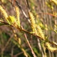 Owzoneplant Sandbar Willow Live Plant, Salix Exigua Cuttings, Wetland ...