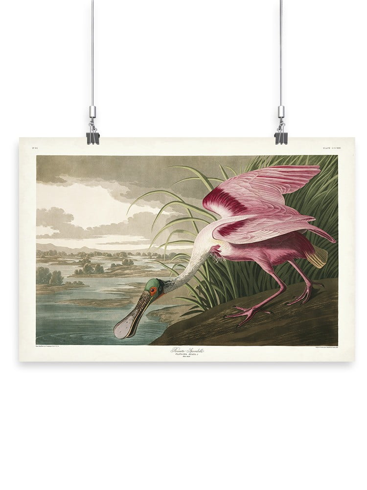 Roseate Spoonbill Poster - John James Audubon Designs, - Walmart.com