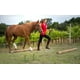 55 Corrective Exercises for Horses : Resolving Postural Problems ...