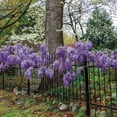 Blue Moon Hardy Reblooming Wisteria, Full Sun Outdoor Vining Plant, 2. ...