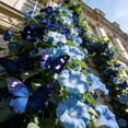 Giant Clematis Vine For Planting Ideal for Gardening Deer Resistant ...