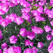 Pink Magic Dianthus - Multiple Pink Shades - 4" Pot - Walmart.com