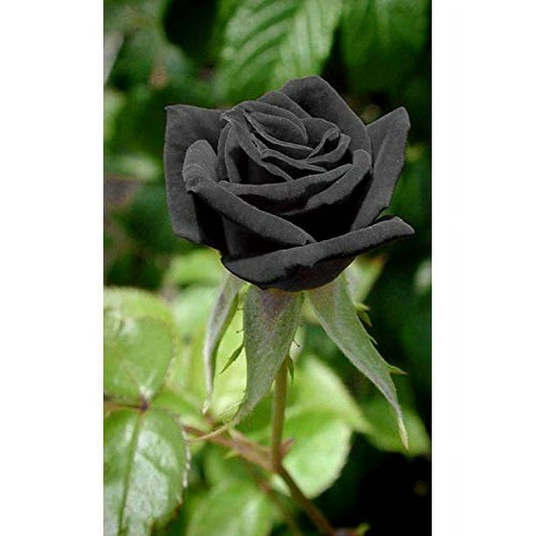 Black Rose Bush Plant