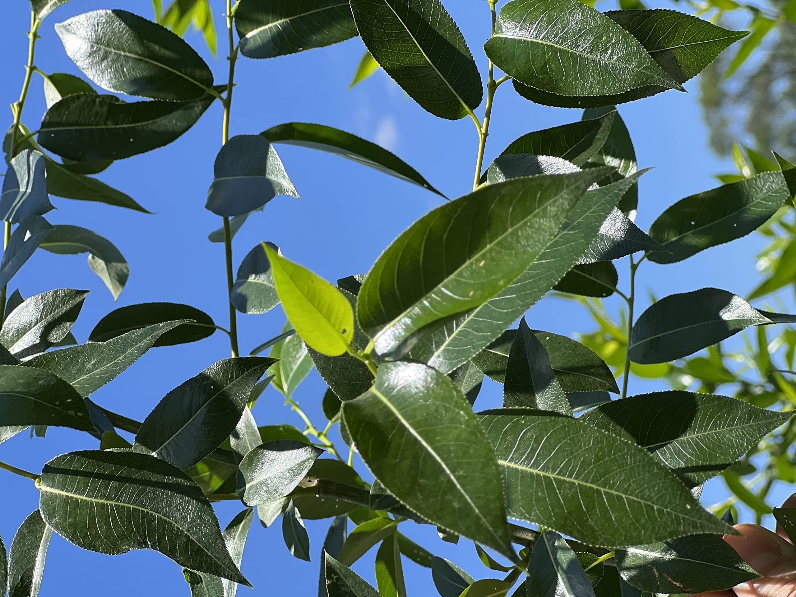 4 Peach Leaf Willow Tree Cuttings - Grow 4 Rare Bay Leaf Willow Trees ...