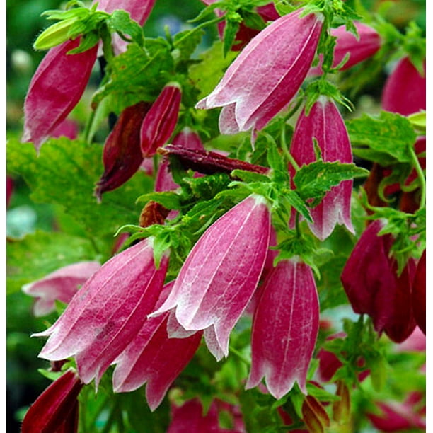 Cherry Bells Carpathian Bell Flower - Campanula - Quart Pot - Walmart ...