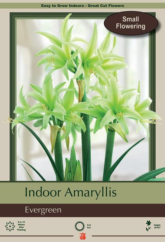 Rare Evergreen Amaryllis Bulb - Apple Green - 24/26 cm Bulb - Walmart.com