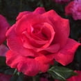 Heirloom Roses Live Plants - Cinnamon Dolce™ Hybrid Tea Rose Bush ...