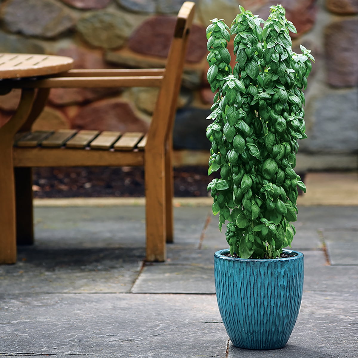 Emerald Towers Basil Herb Plant - 3" Pot - Great for Patios - Walmart.com