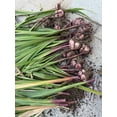 Premium Gladiolus - Erect growth - Solid roots - Tolerant of high ...
