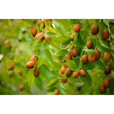 Chinese Date Bonsai Tree Seeds for Planting - 6 Seeds - Jujube, Chinese ...
