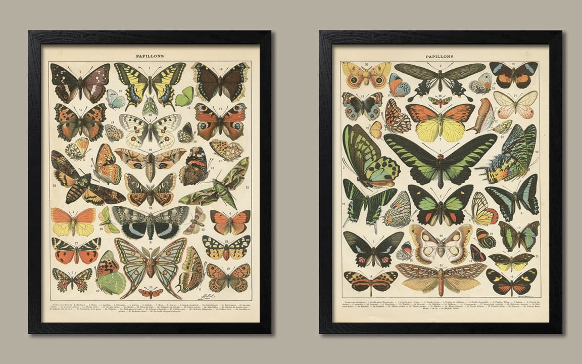 Popular Vintage French Types of Papillons Butterflies Set; Two 11x14in ...