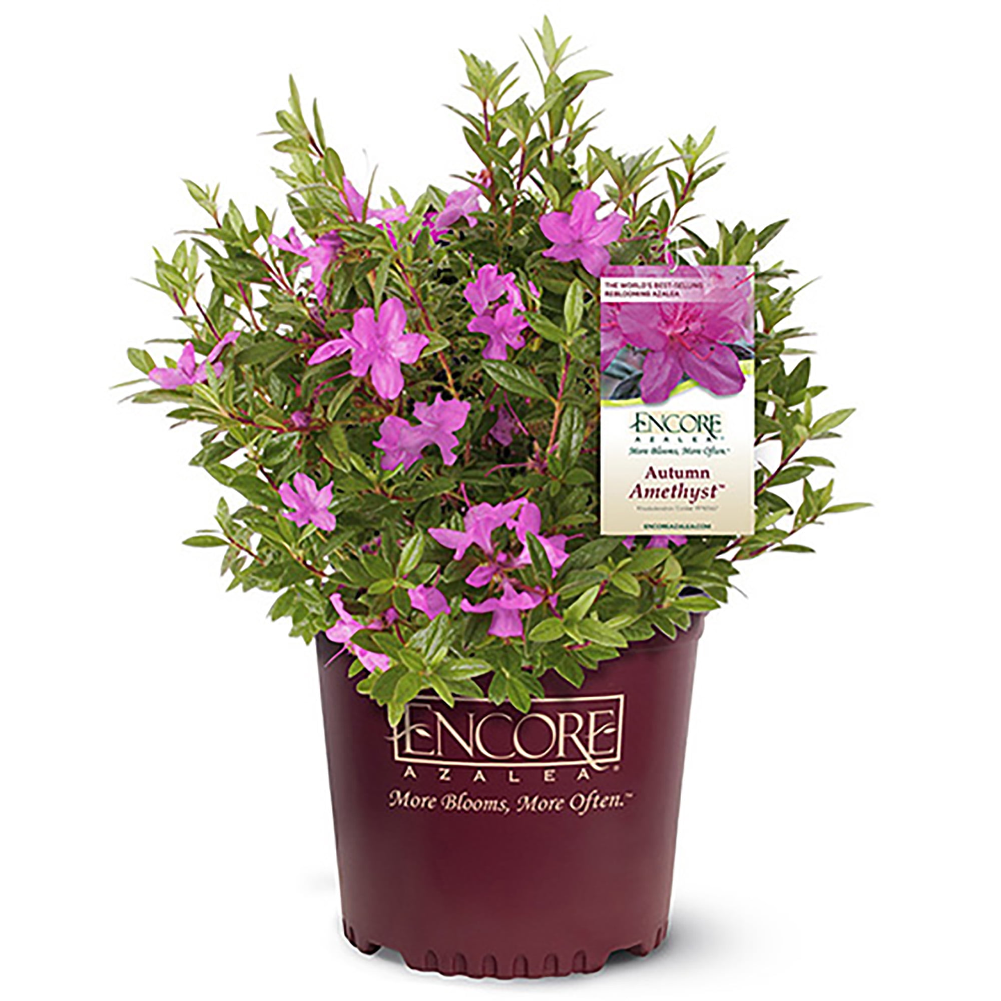 Encore Azalea Autumn Amethyst Shrub 2 Gallon - Walmart.com