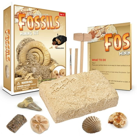 JOYWEIMega Fossil Dig Kit – Excavate 55 Real Fossils Including Dinosaur ...