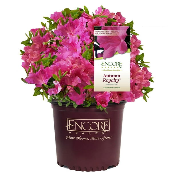 Encore Azalea Autumn Royalty Shrub 5 Gallon - Walmart.com