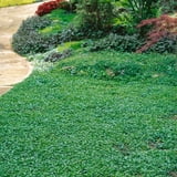 Dichondra Seed - Dichondra Repens Ground Cover Seeds - 10 LBS - Walmart.com