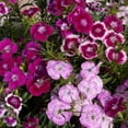Sweet William "Wee Willie" Flower Seeds 200 ct - Dwarf Variety, Vibrant ...