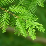 Dawn Redwood Tree Seeds - 30 Seeds - Ships from USA - Sequoia Tree ...