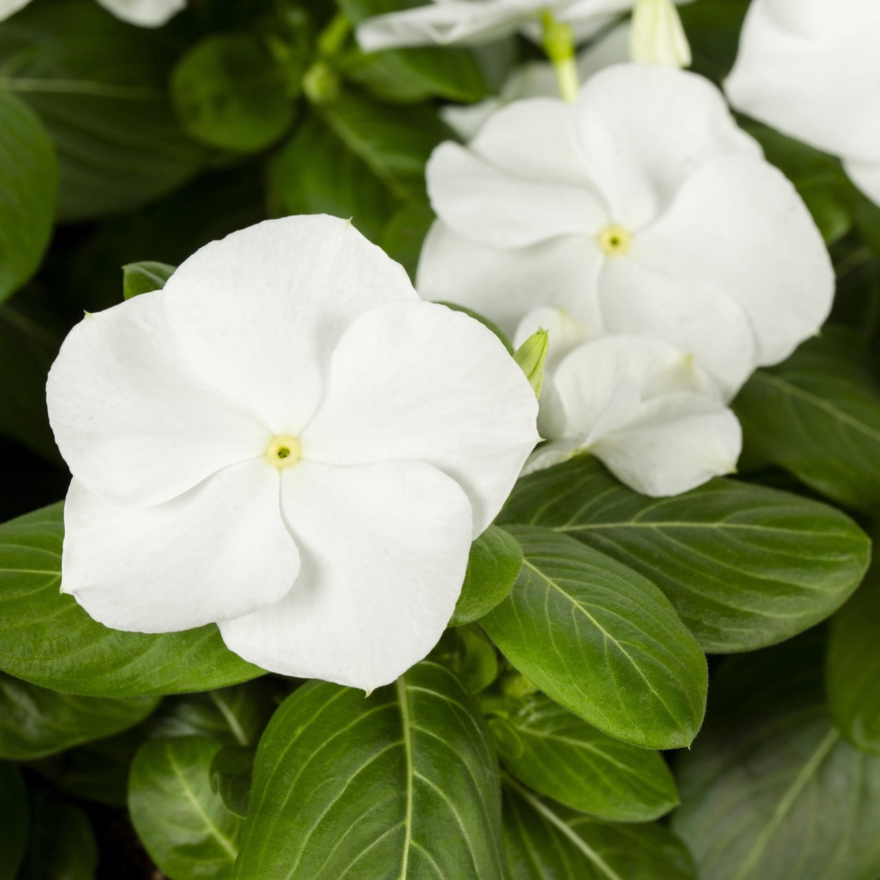 Vinca Plant White