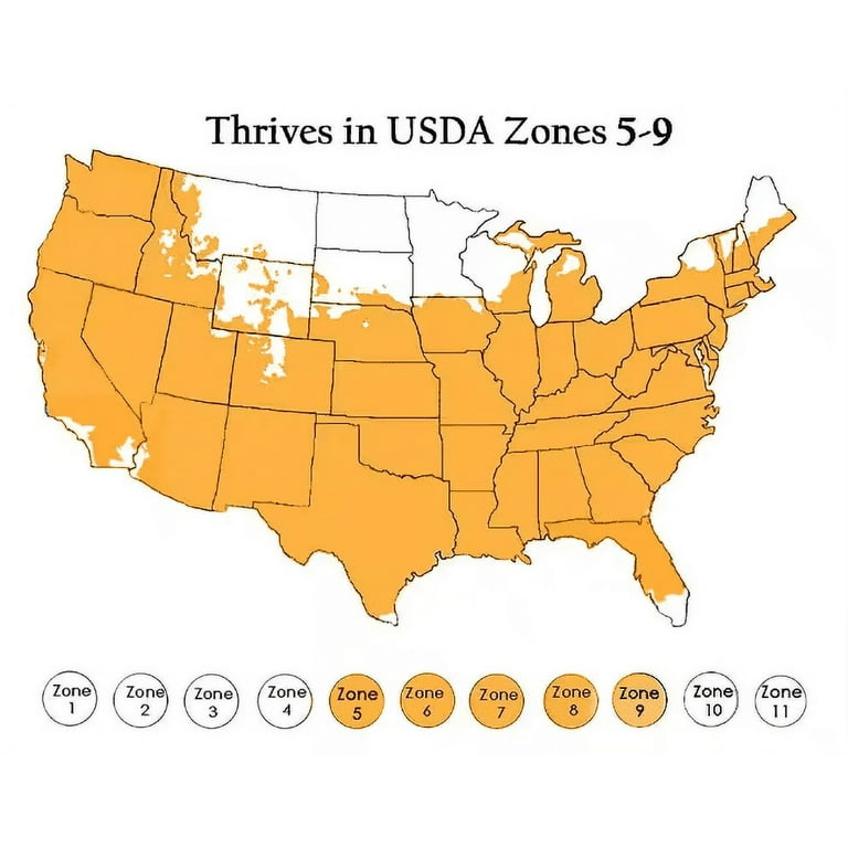 Queen Of Sheba Shrub