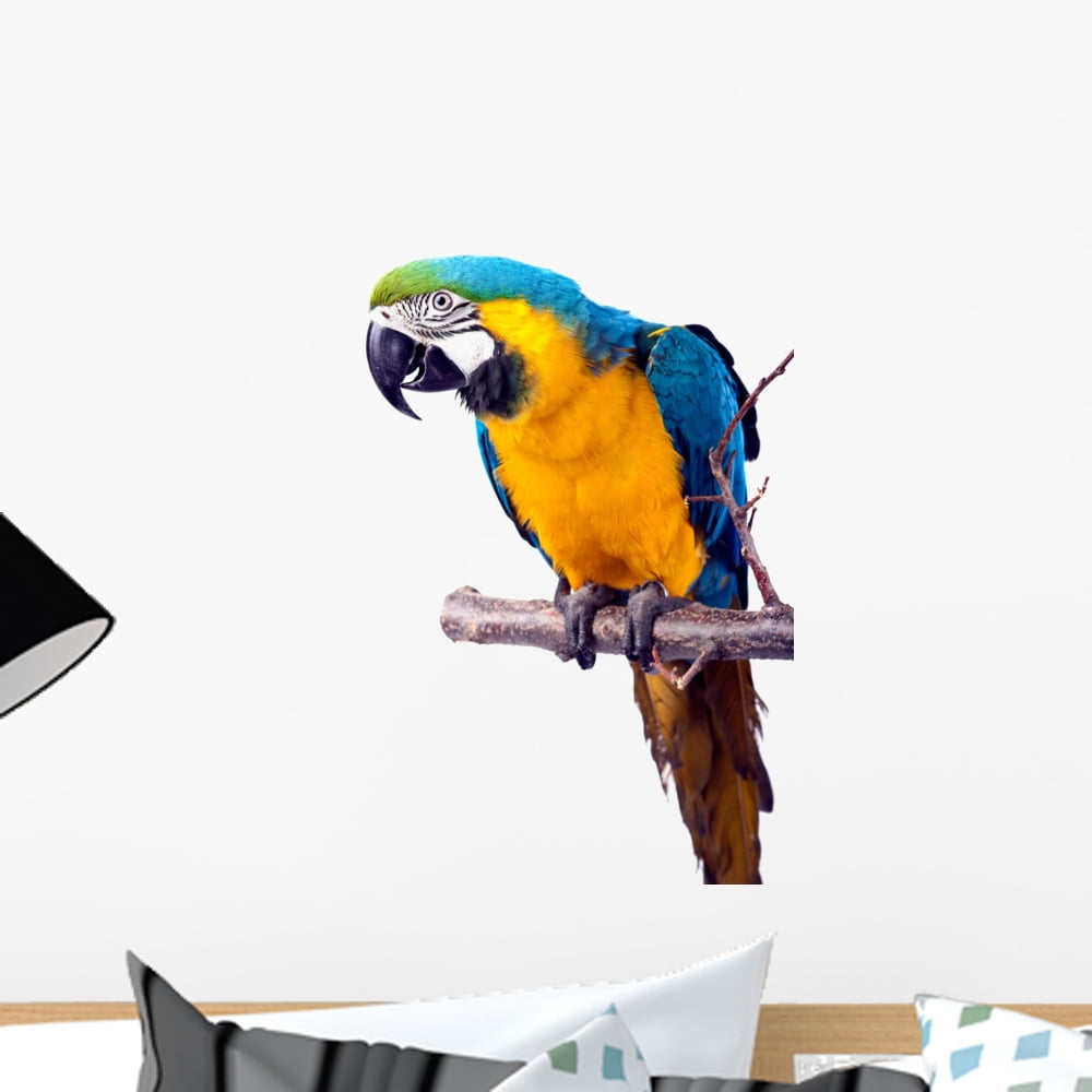 Parrot Macaw Wall Decal by Wallmonkeys Peel and Stick Graphic (18 in H ...