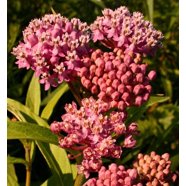 50 SPADELEAF Edible Coinwort Centella Asiatica Gotu Kola Herb Pink ...