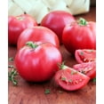 Pink Lady Tomato Plant - Juicy/Mild/Smooth - 2.5" Pot - Walmart.com