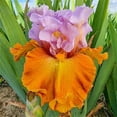 Home Garden Blue Purple Iris-(Non-Artificial)-Fast Rooting High ...
