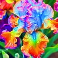 Noble Iris Suitable for Courtyard Gardening Deer Resistant Arching ...