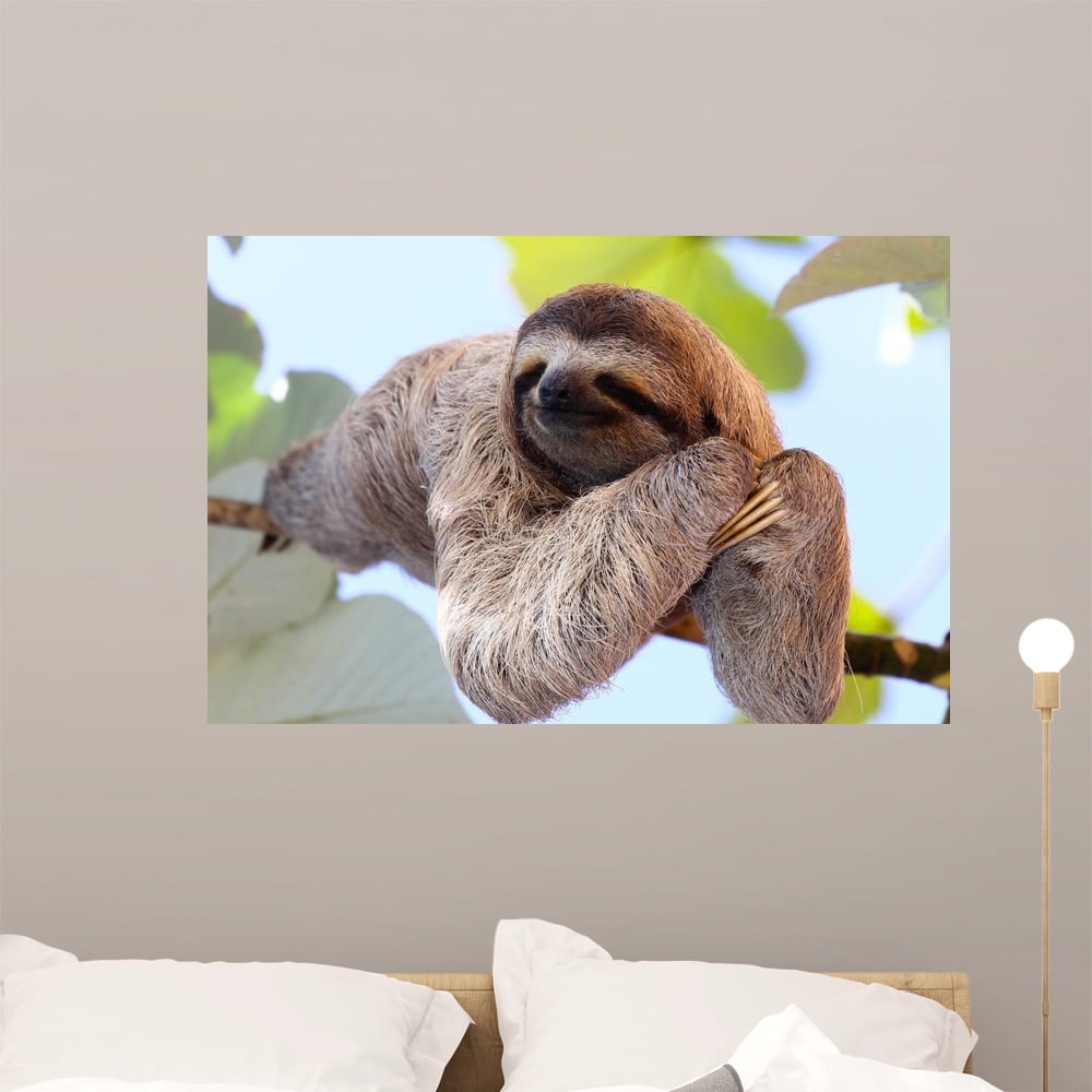 Sloth Wall Mural by Wallmonkeys Peel and Stick Graphic (36 in W x 24 in ...