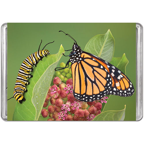 Monarch Butterfly, a 140-piece Puzzle by Pigment & Hue - Walmart.com