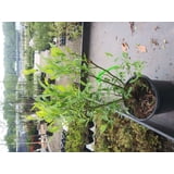 Mini Blues Blueberry Bush - Live Plant - ( 2.5 QT ) - Walmart.com