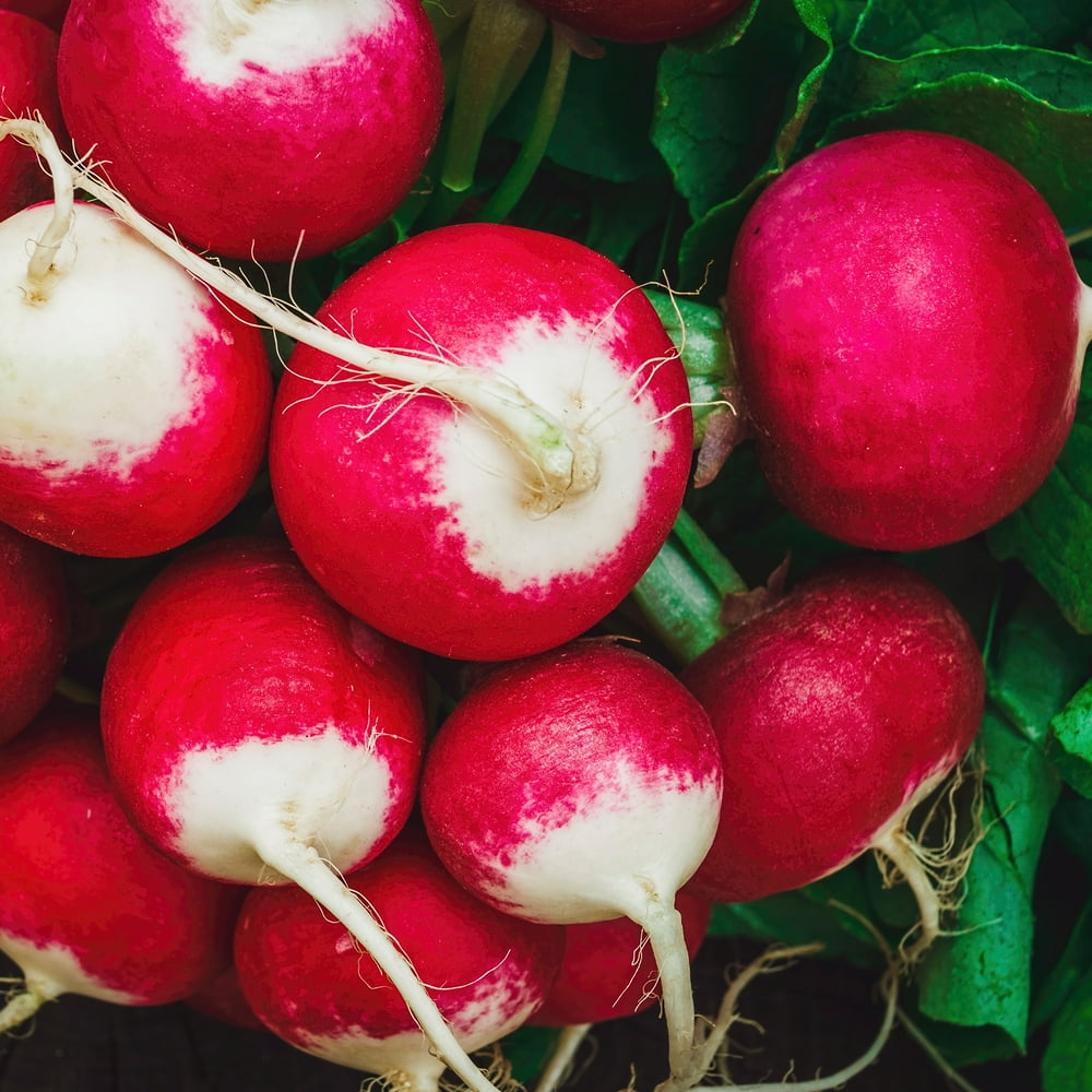 Hierloom Radish Seeds - Sparkler - 4 g Packet ~300 Seeds - Non-GMO ...